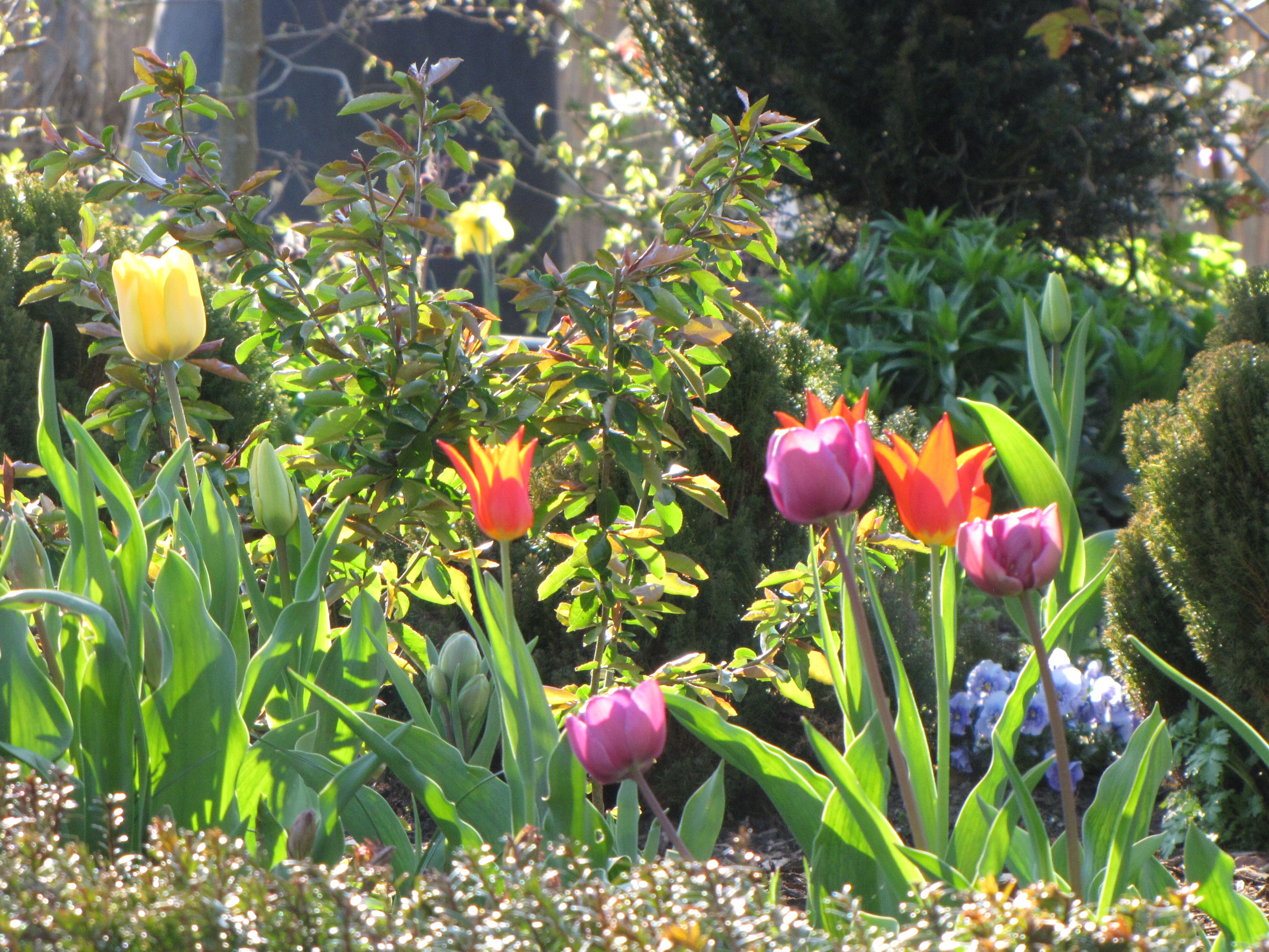 Paradiesgarten Bildergalerie 2015 – Paradies Maag