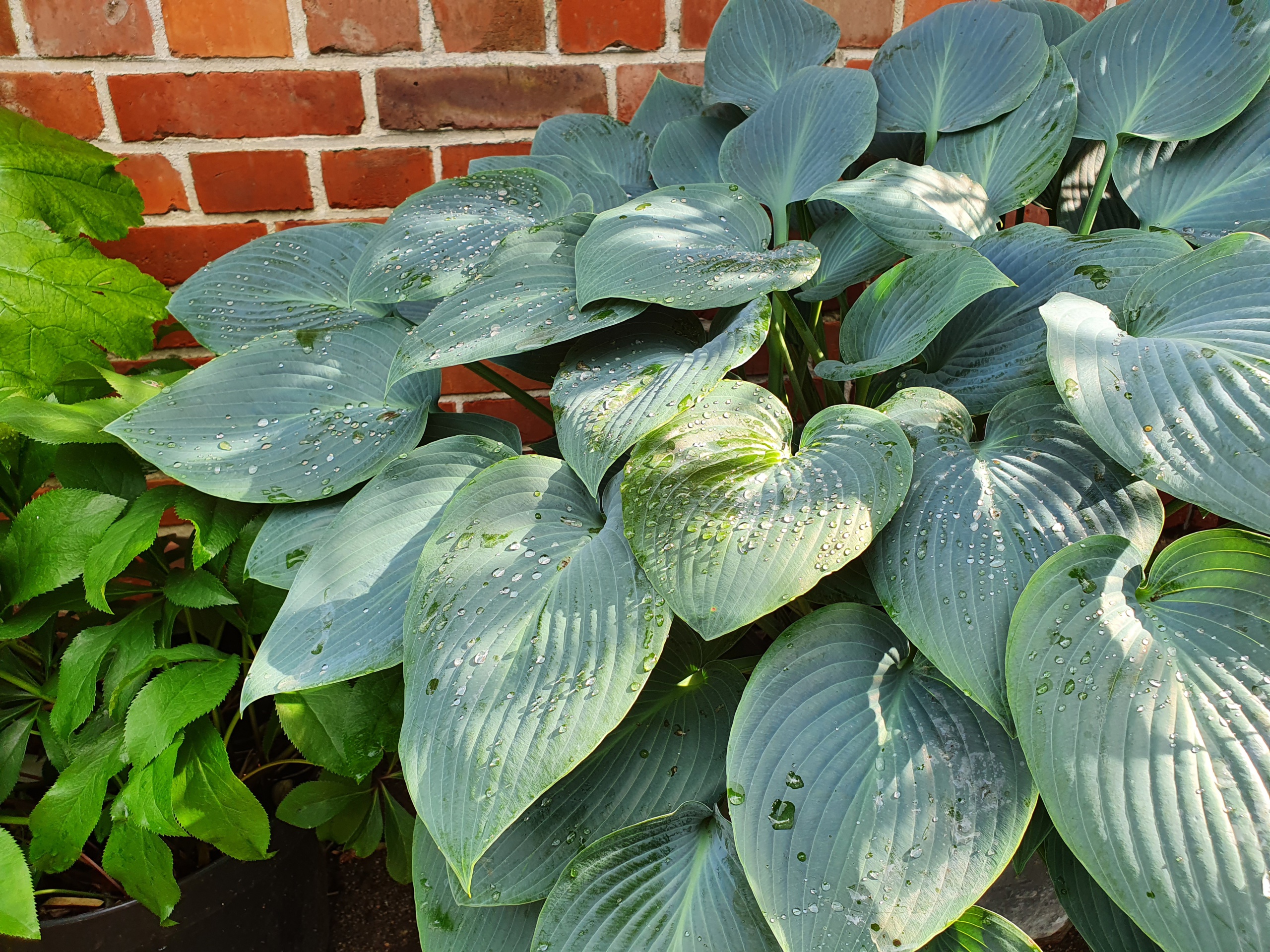 Hosta (Funkien) pflanzen und pflegen – Paradies Maag