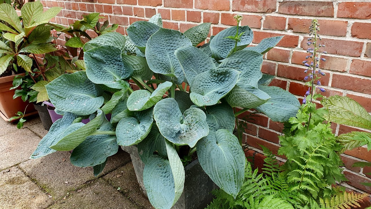 Hosta (Funkien) pflanzen und pflegen – Paradies Maag